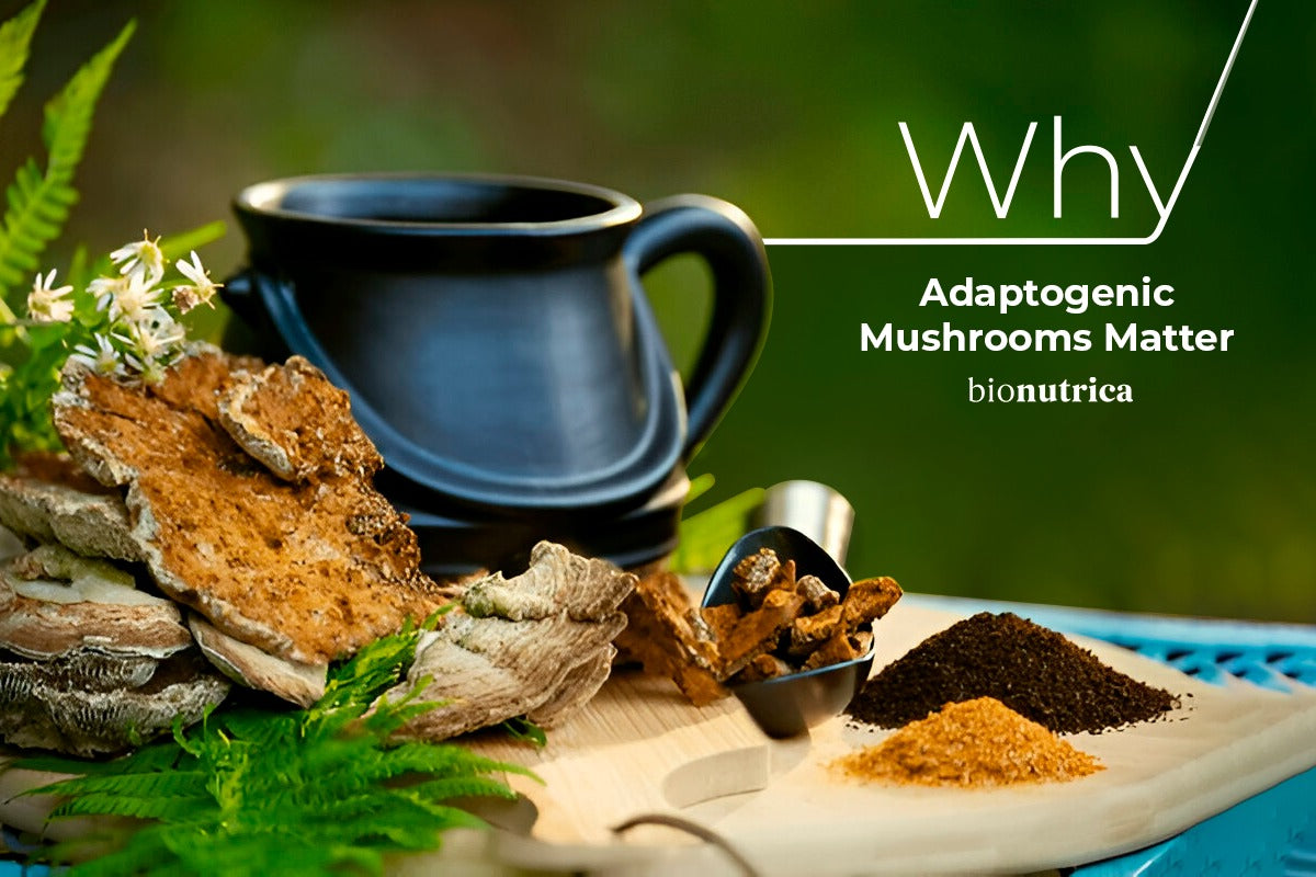 Why Adaptogenic Mushrooms Matter – Bionutrica